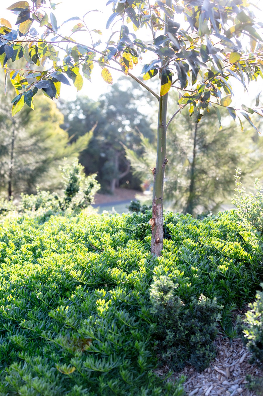 Northern Beaches Bus B-Line - Projects - DesignInc